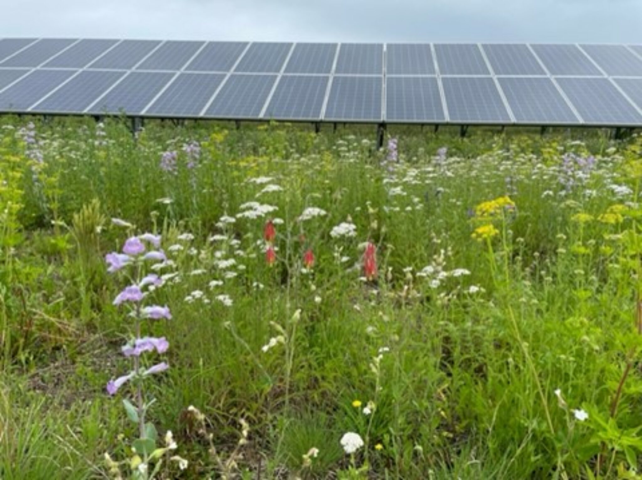 Connexus Energy: Leading Minnesota’s Energy Stewardship with Member ...