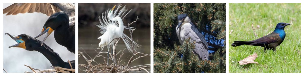 Looking for Common Ground: Neighbors, Tourism and Birders on the ...