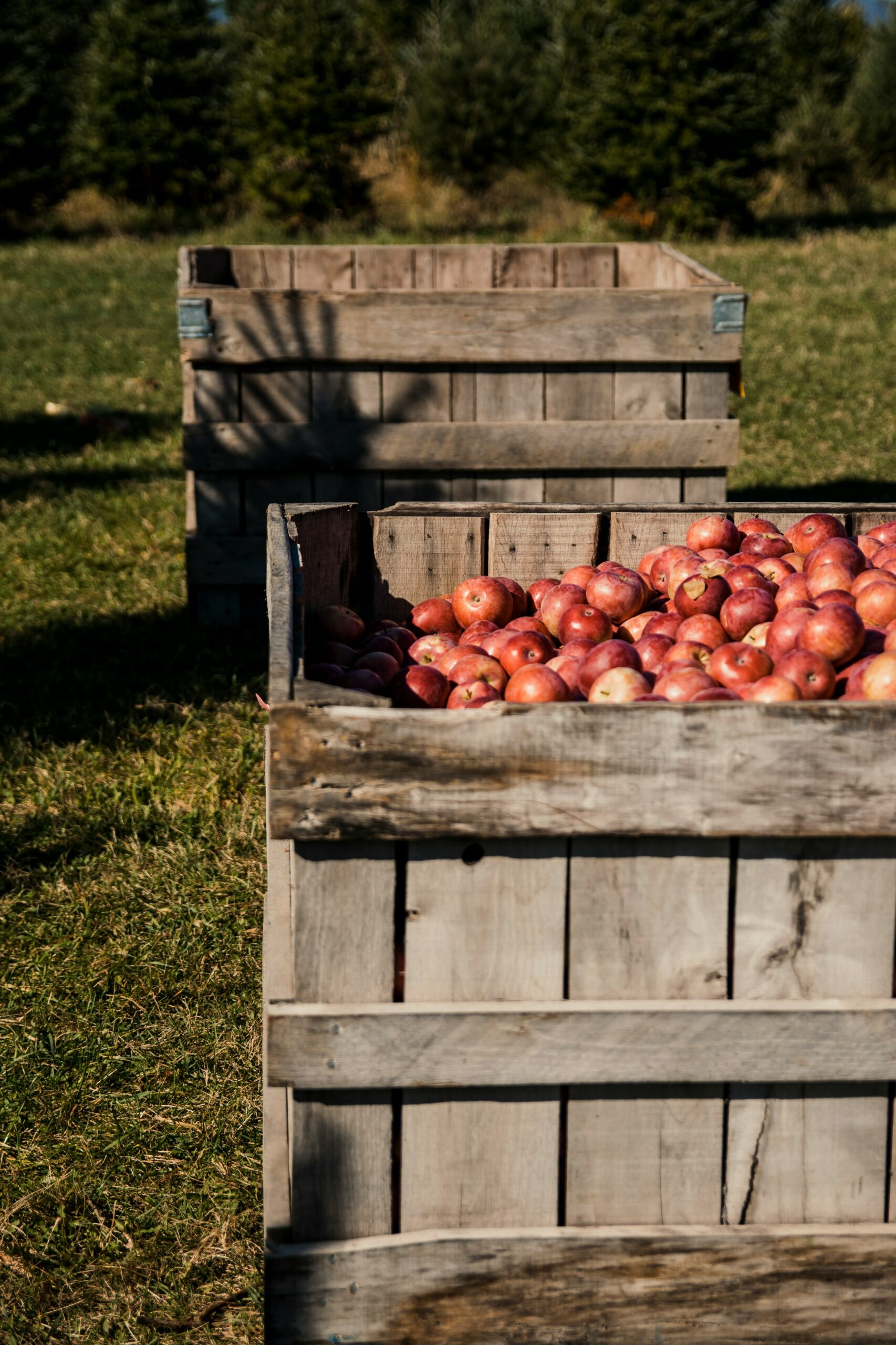 Minnesota Harvest Season | Local Farms Orchards - Upstream