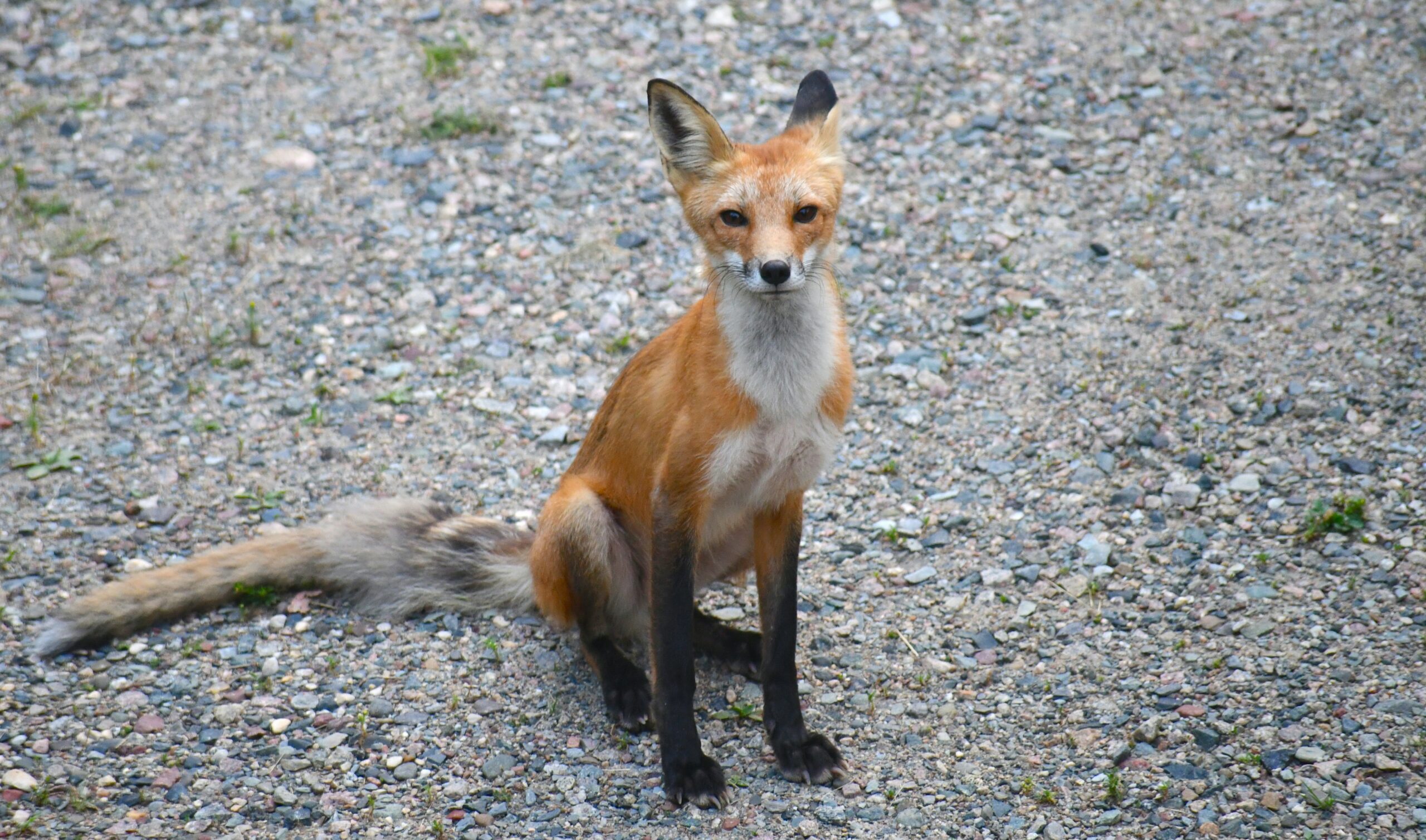 Fall Wildlife in Minnesota - Upstream