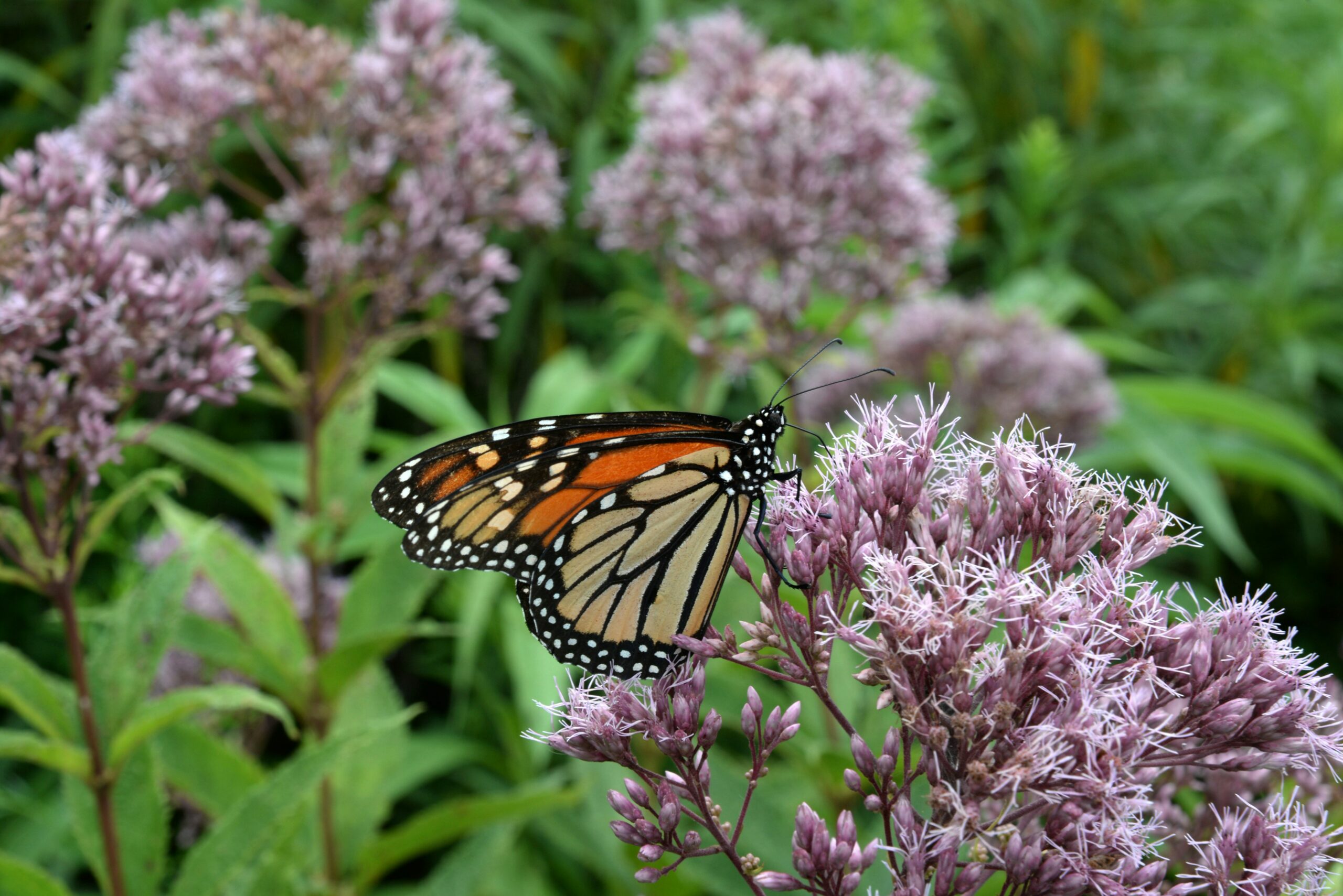 Pollinators Minnesotans Good Stewards of the Land - Upstream